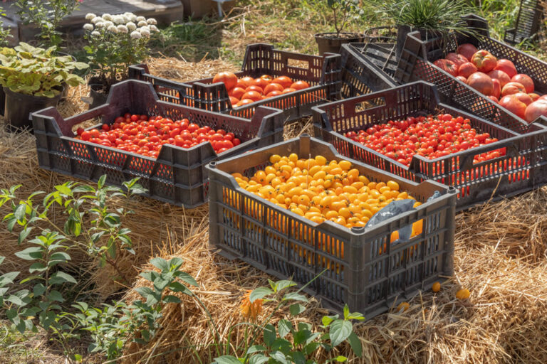Sustainable Remote Facility Catering with Indigenous Partners